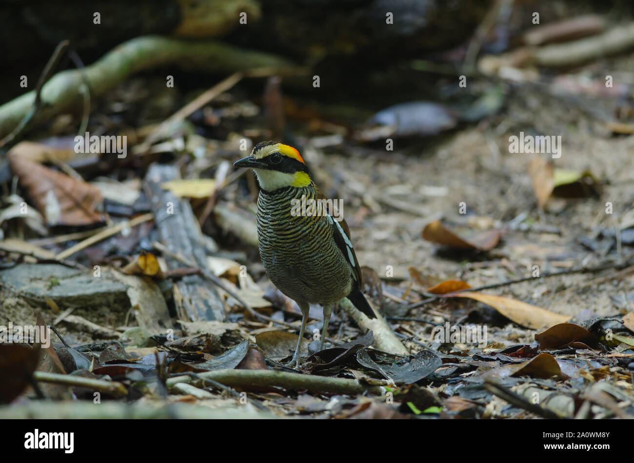 Beautiful female of Malayan Banded Pitta ( Hydrornis irena) in nature ...