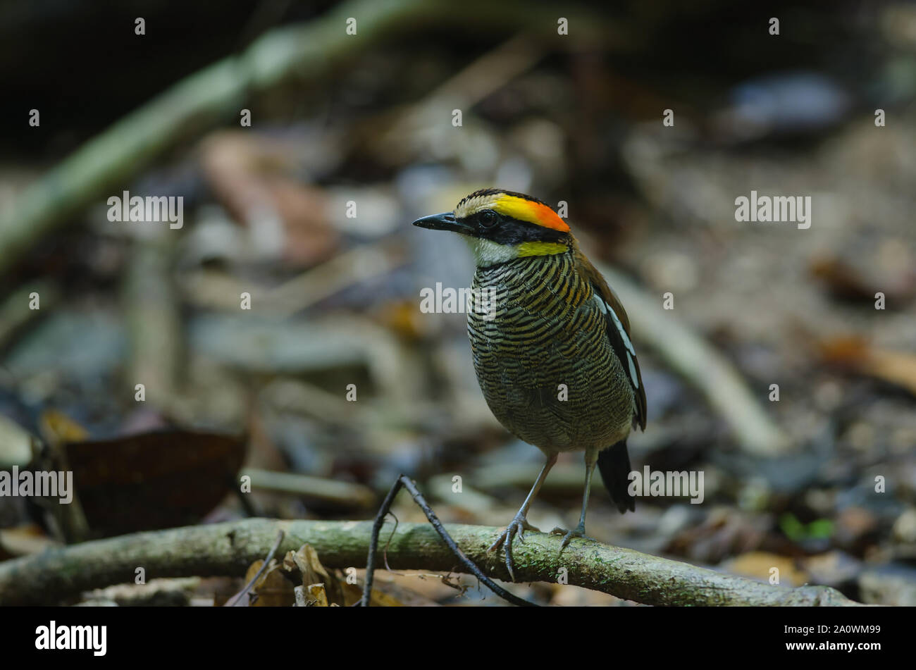 Beautiful female of Malayan Banded Pitta ( Hydrornis irena) in nature ...