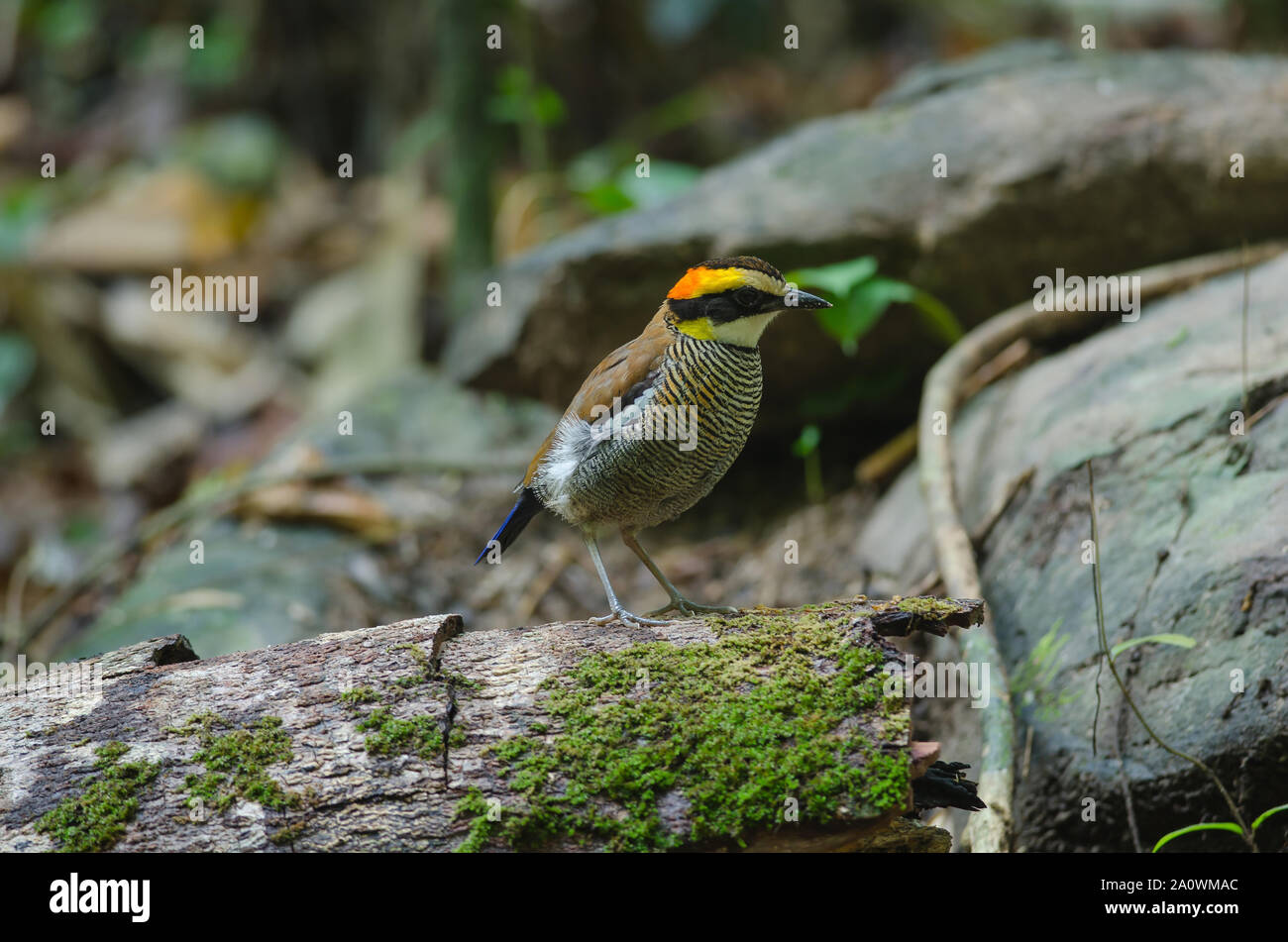 Beautiful female of Malayan Banded Pitta ( Hydrornis irena) in nature ...