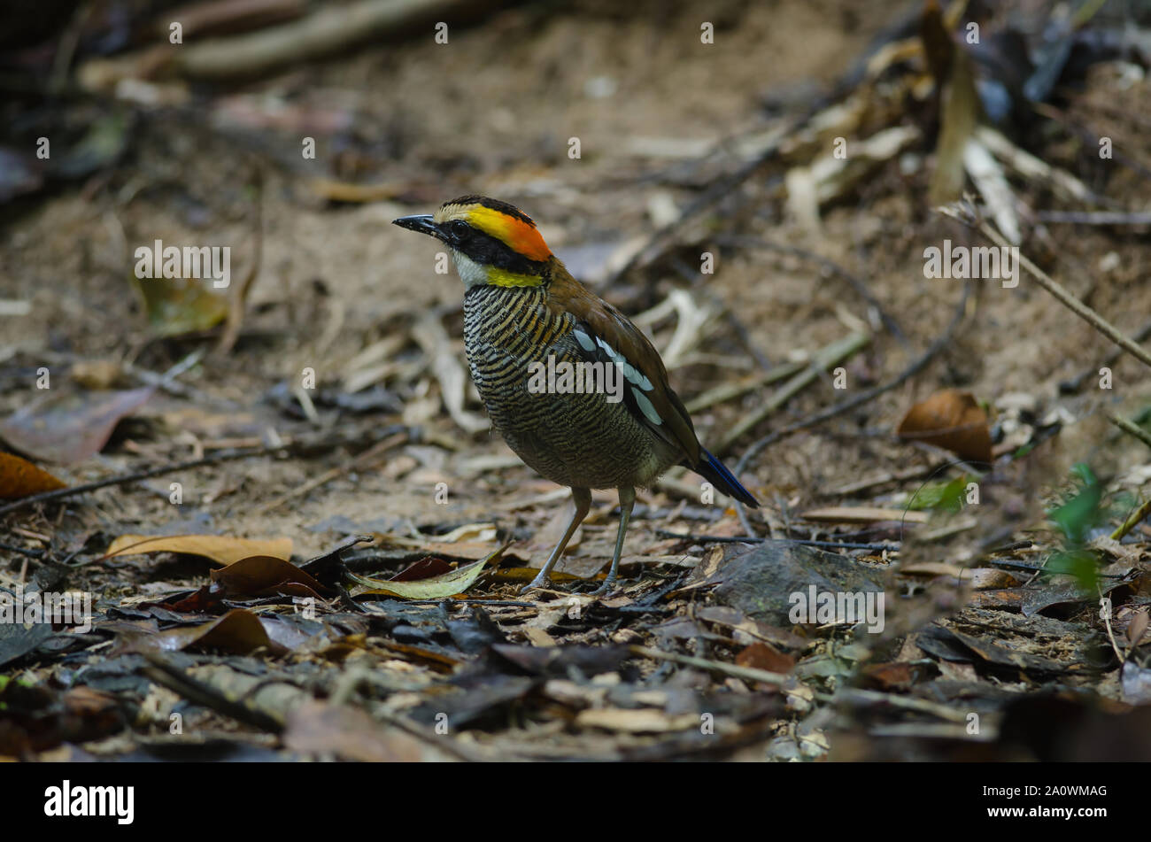 Beautiful female of Malayan Banded Pitta ( Hydrornis irena) in nature ...