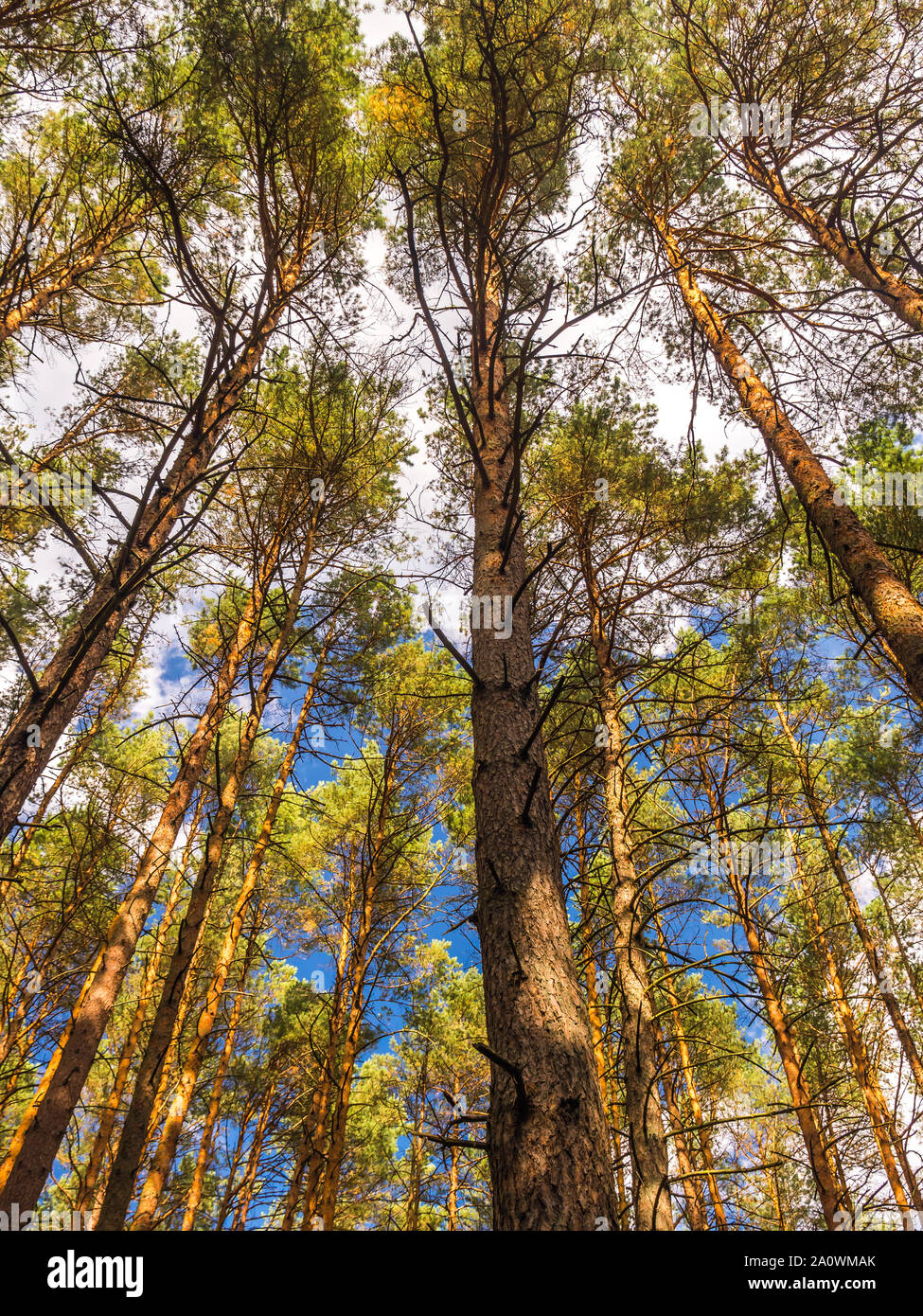 Tall and slender trees hi-res stock photography and images - Alamy