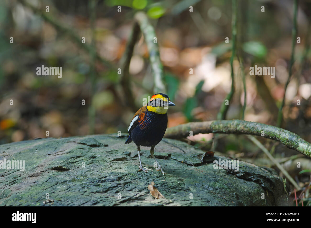 Beautiful of Malayan Banded Pitta ( Hydrornis irena) in nature ...