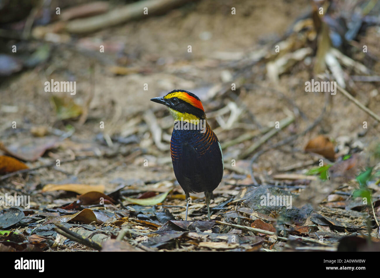 Beautiful of Malayan Banded Pitta ( Hydrornis irena) in nature ...