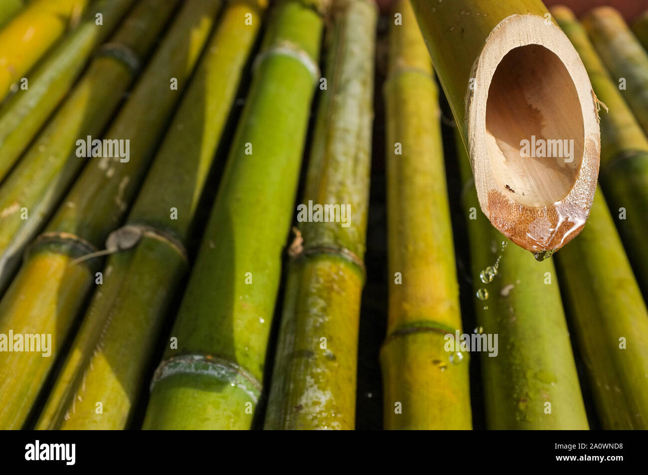 An ant drinking in a water feature made of bamboo in Kyoto, Japan Stock ...