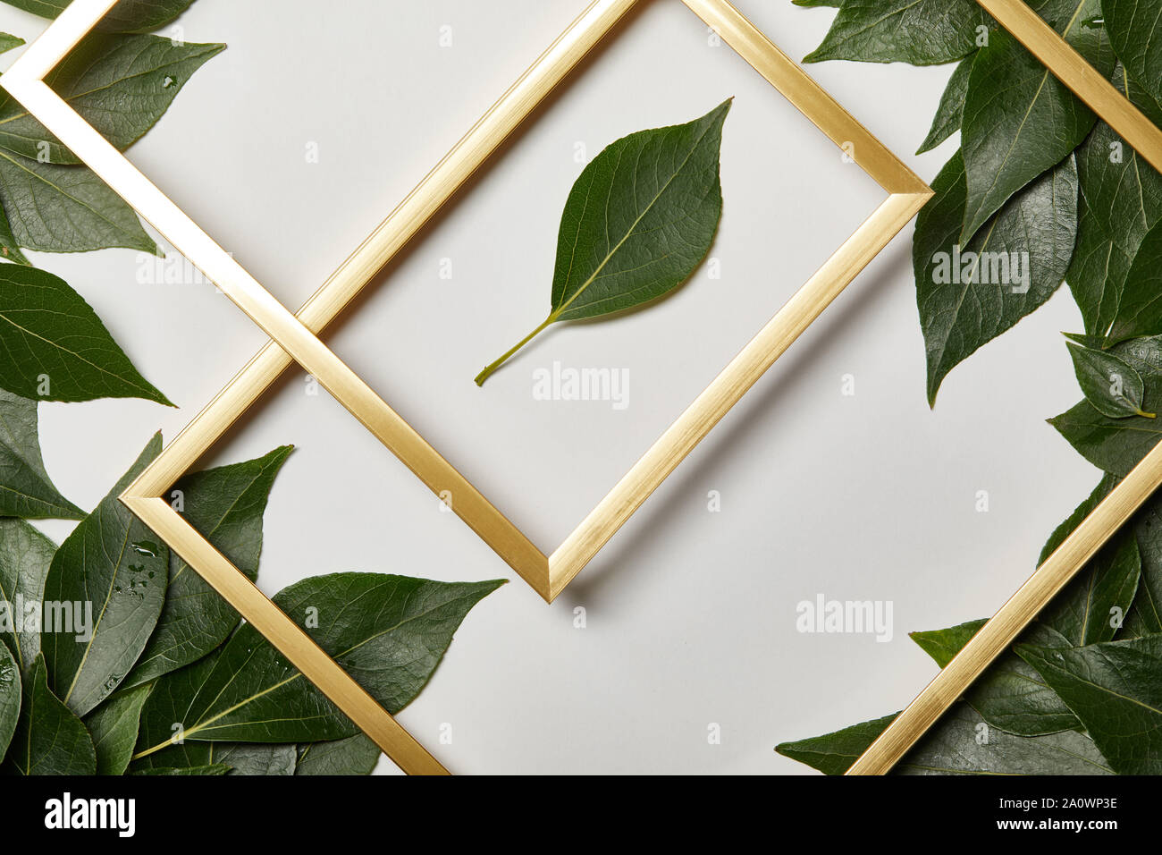 Elegant leaves frames hi-res stock photography and images - Alamy