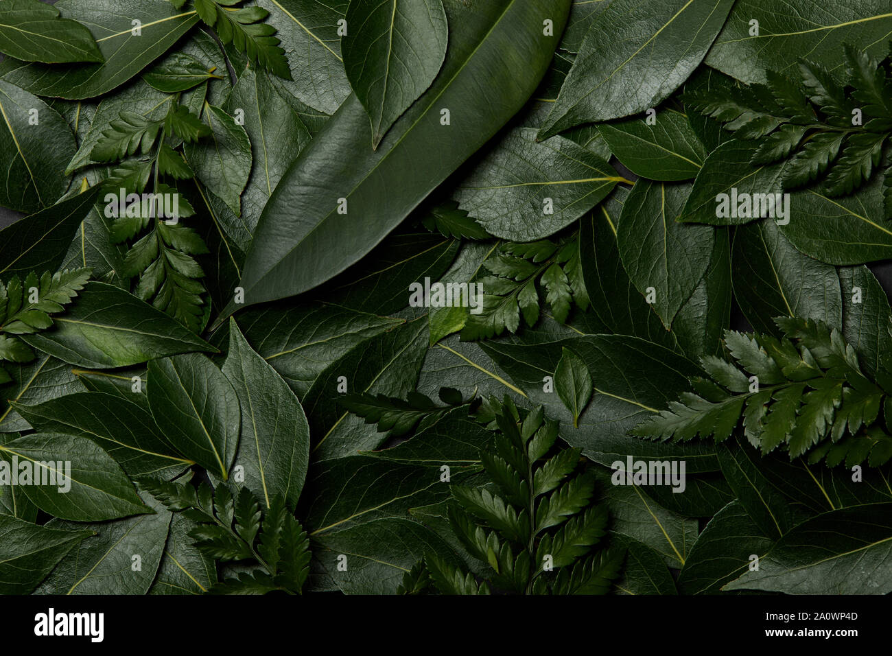 green fresh leaves background with copy space Stock Photo - Alamy