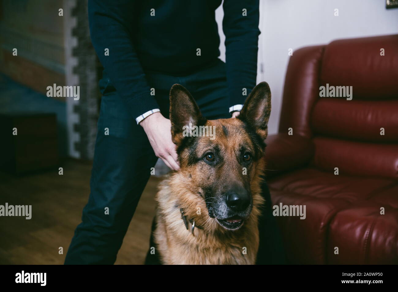 German shepherd inside house hi-res stock photography and images - Alamy