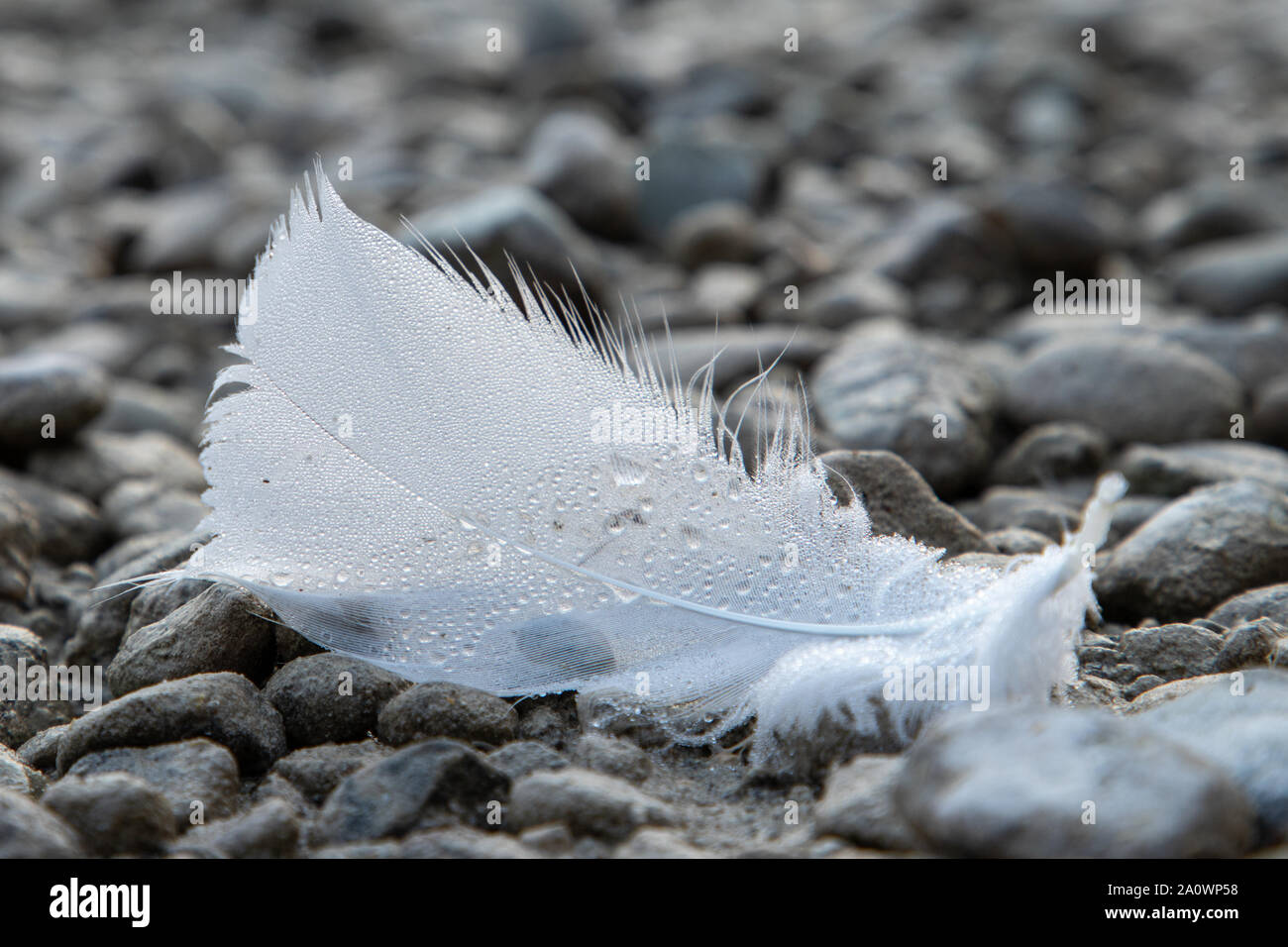 A white, wet feather laying on rocks Stock Photo - Alamy