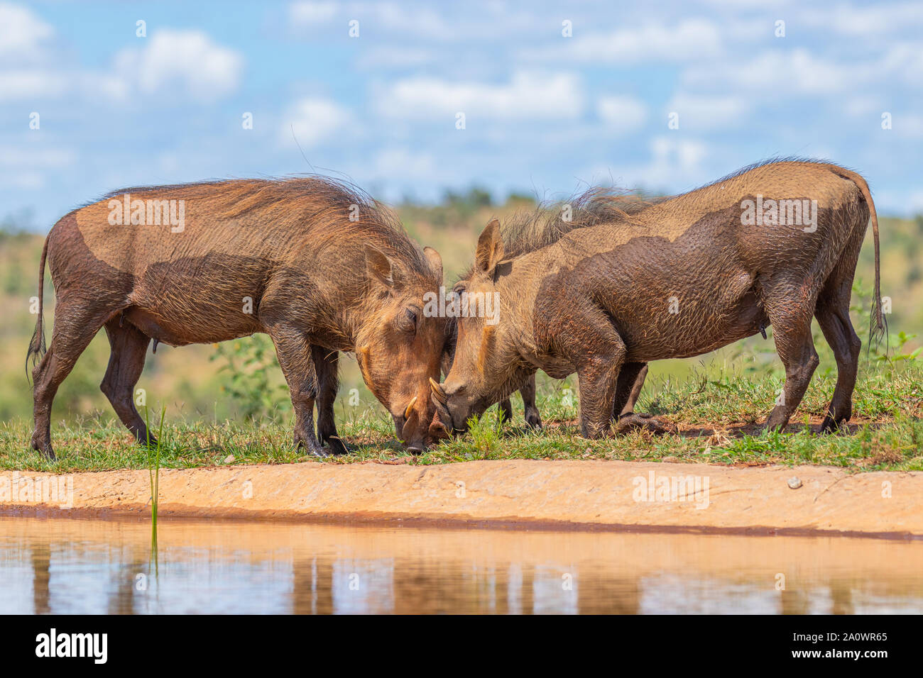 Two warthog ( Phacochoerus Africanus) facing each other, bumping their ...