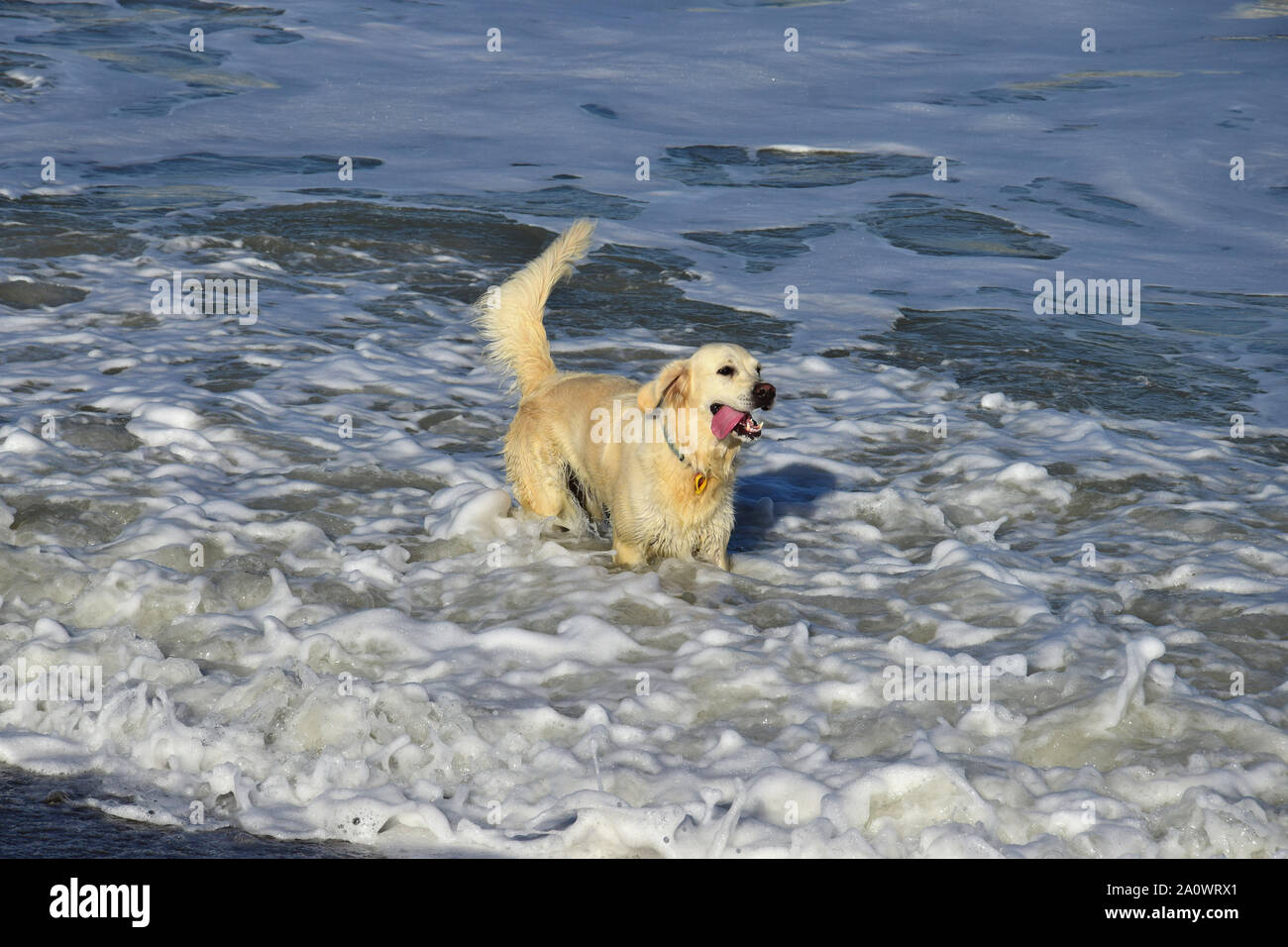 Golden retriever in the sea hi-res stock photography and images - Alamy
