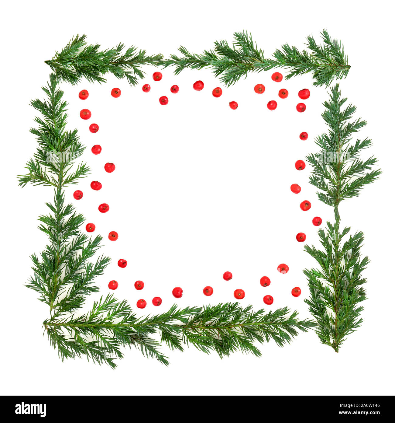Juniper fir border with holly berries on white background with copy ...