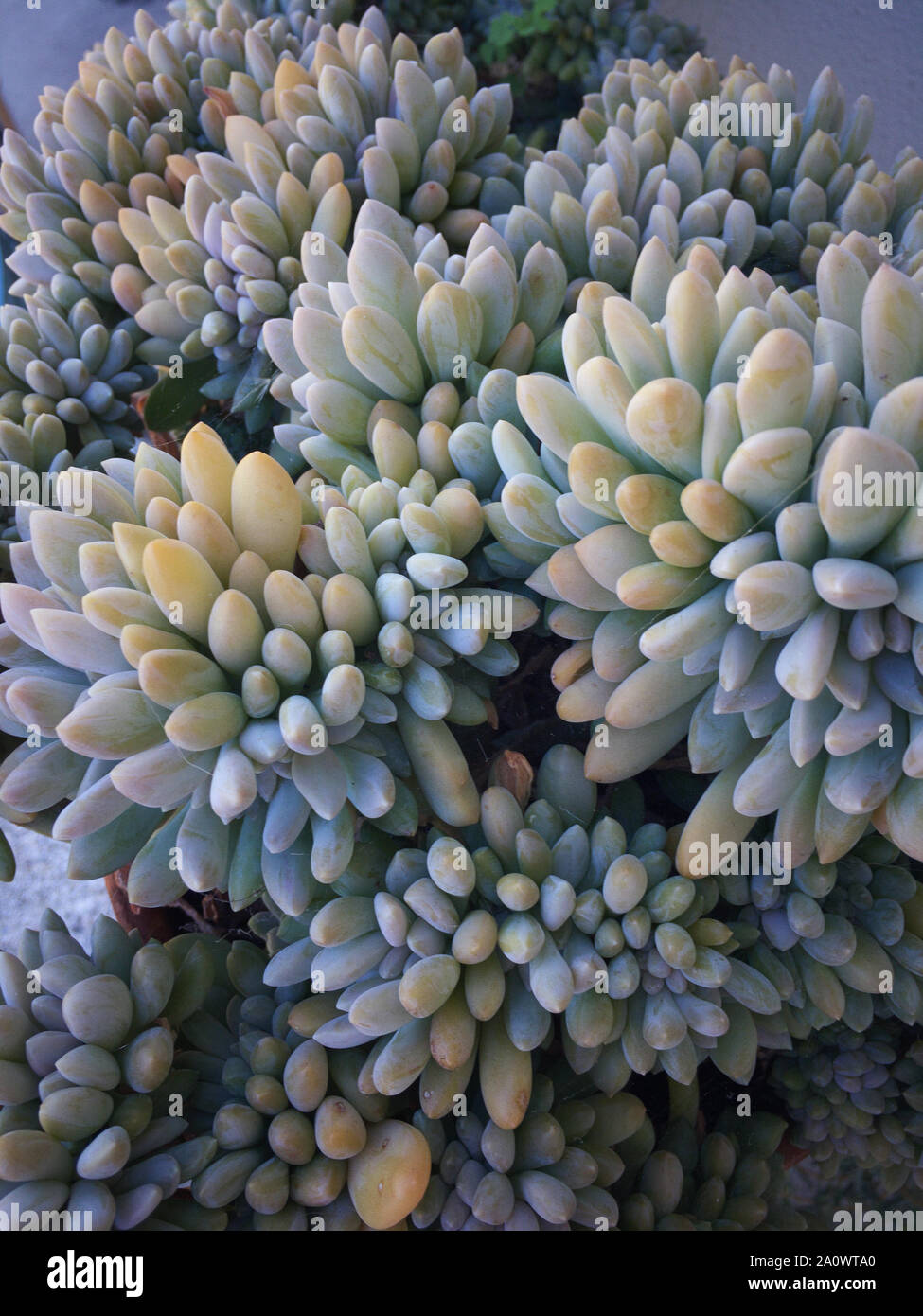 Texture of a desert plant covering the entire frame Stock Photo - Alamy