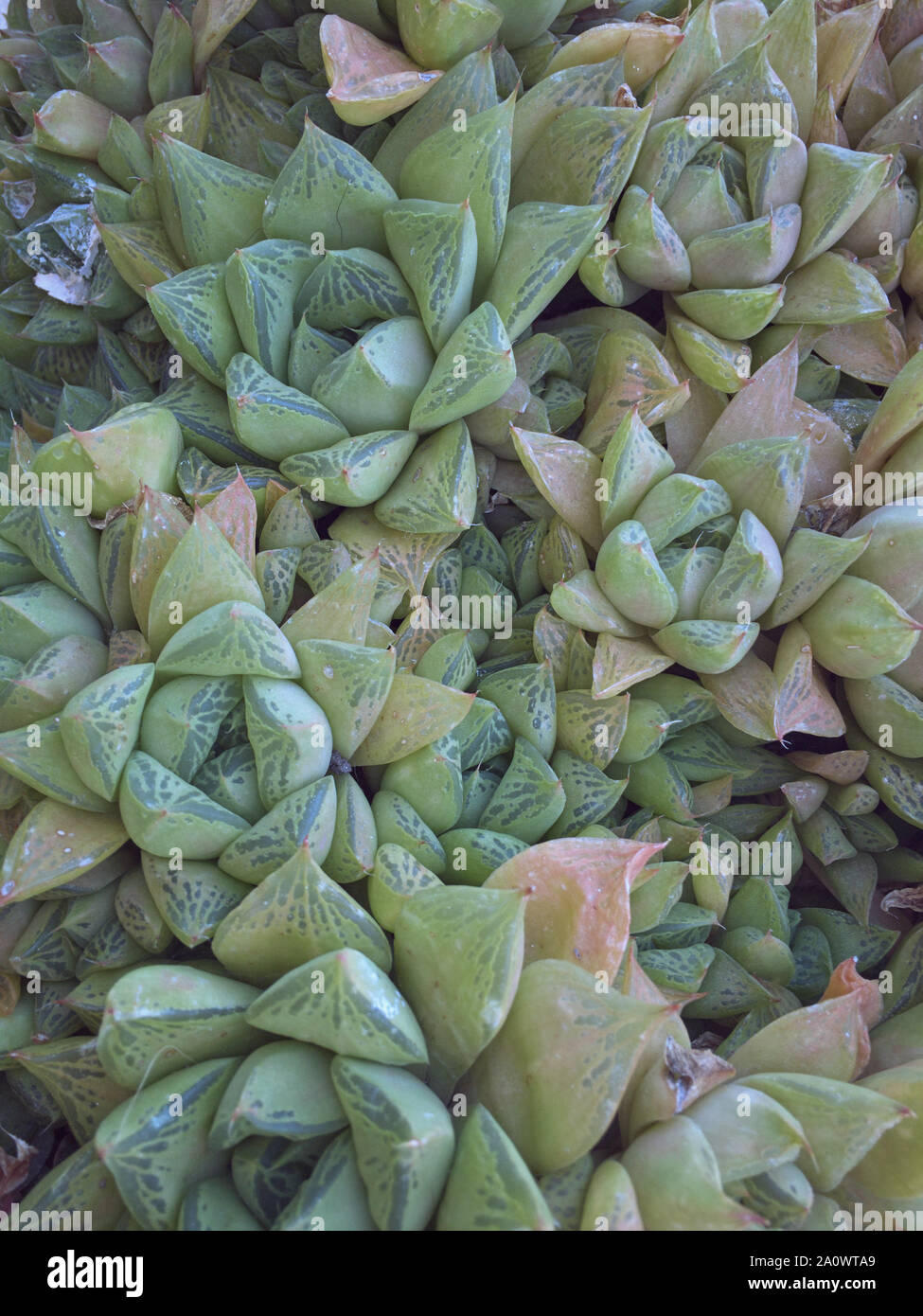Texture of a desert plant covering the entire frame Stock Photo - Alamy