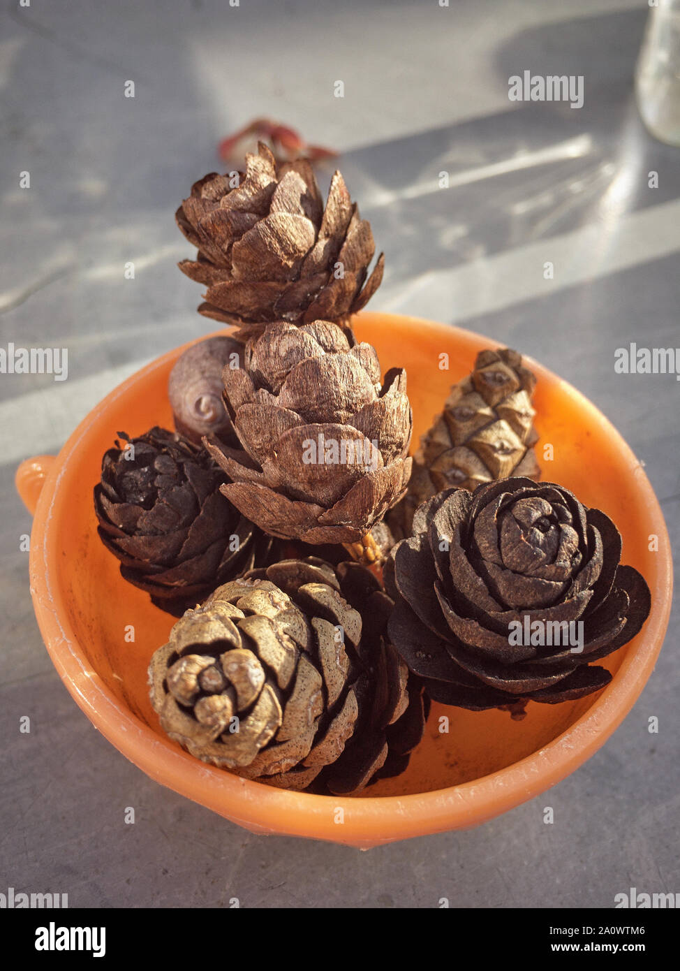 Collection of various dried pinecones on an orange container Stock ...