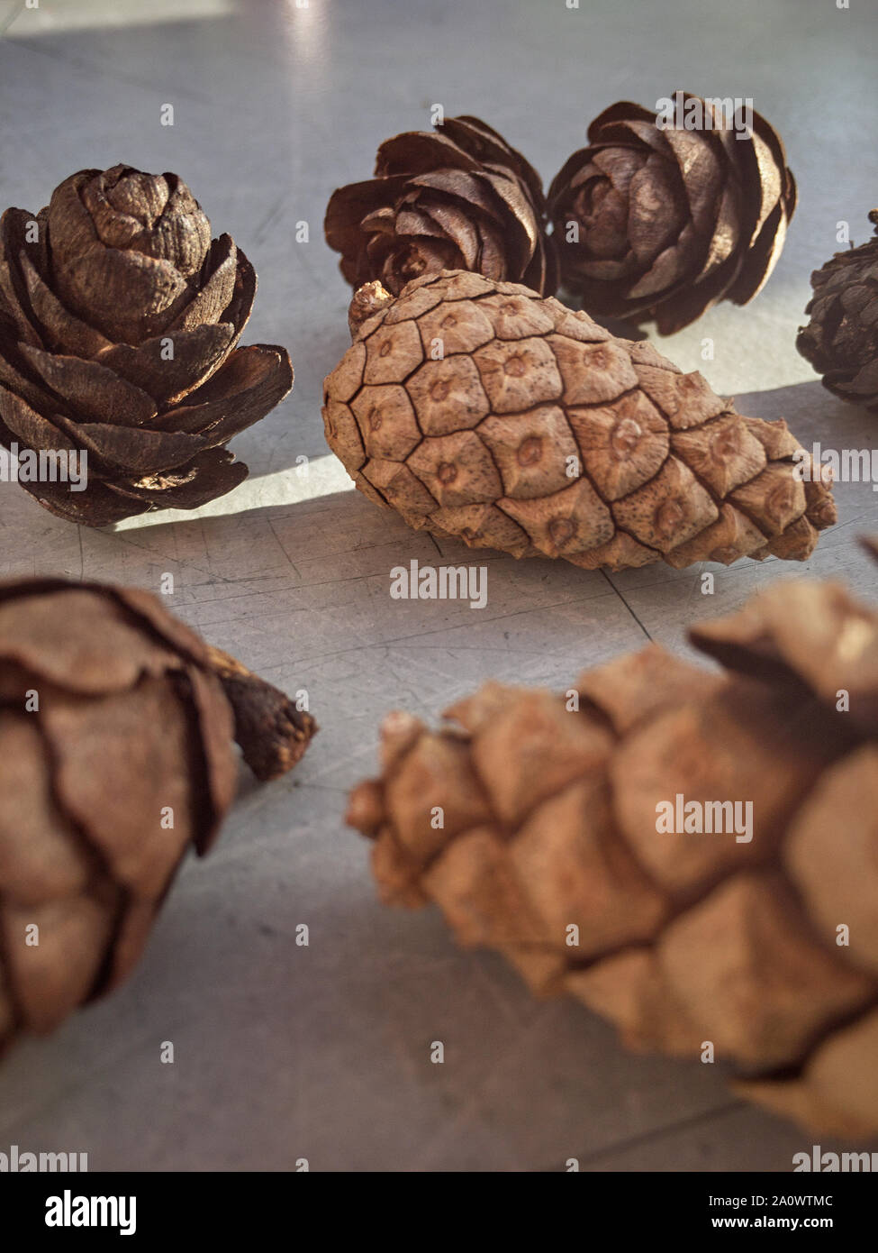 Collection of various dried pinecones Stock Photo - Alamy