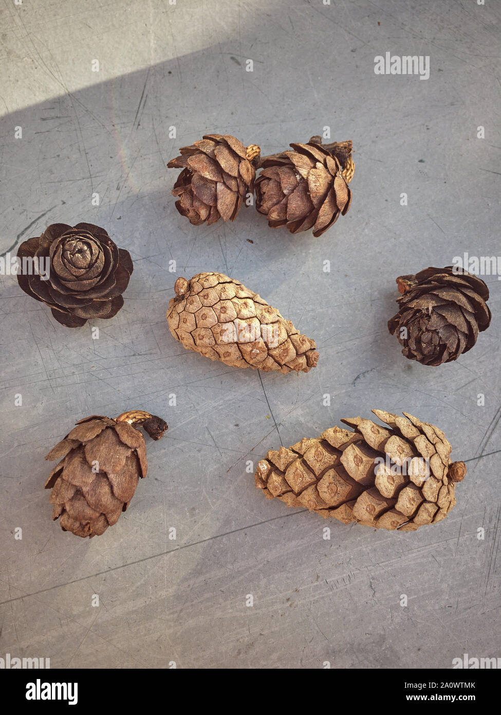 Collection of various dried pinecones Stock Photo - Alamy