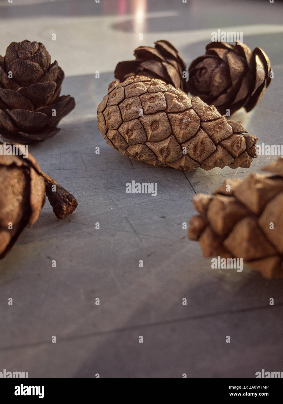 Collection of various dried pinecones Stock Photo - Alamy
