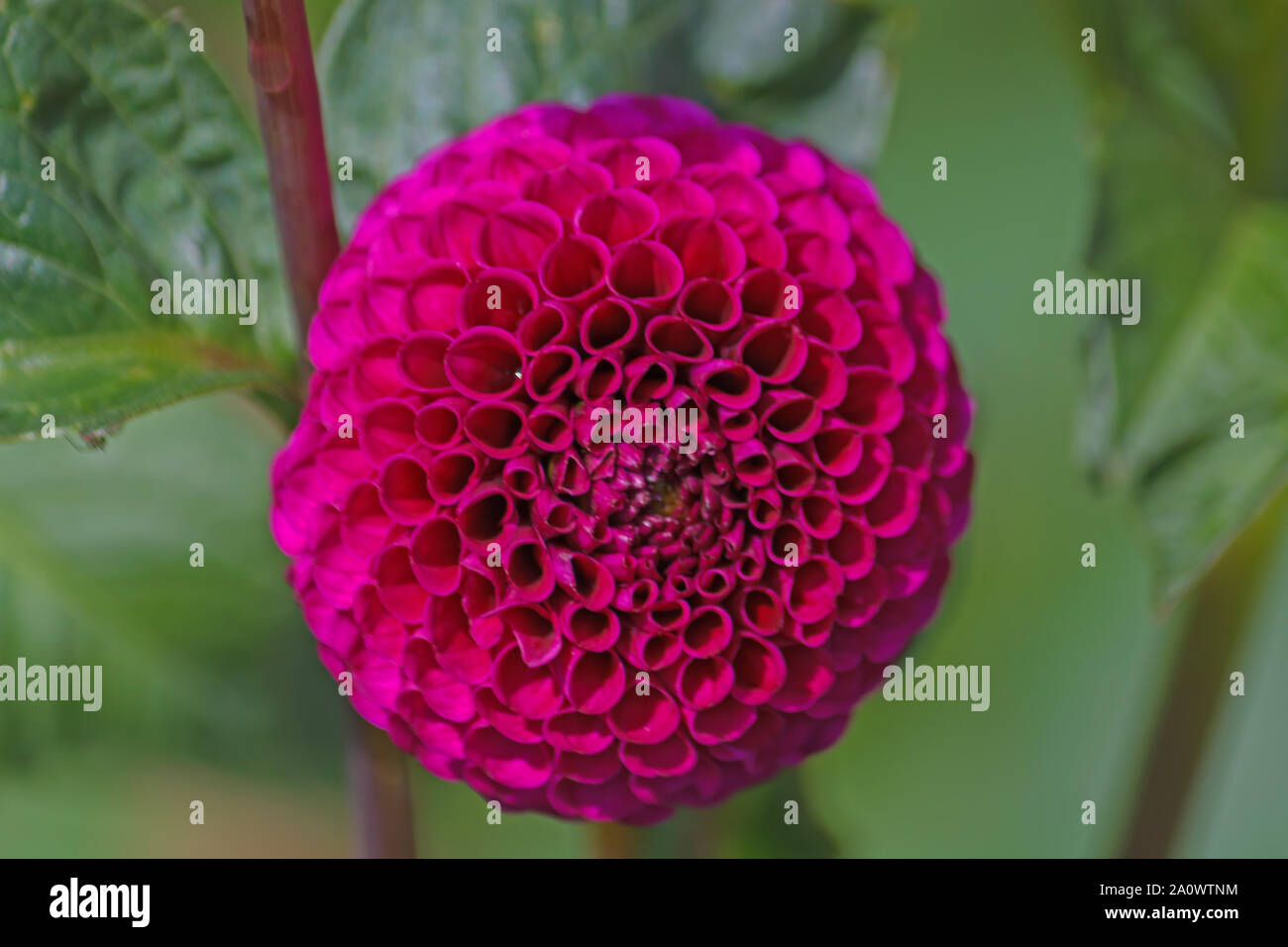 Mature flower head hi-res stock photography and images - Alamy