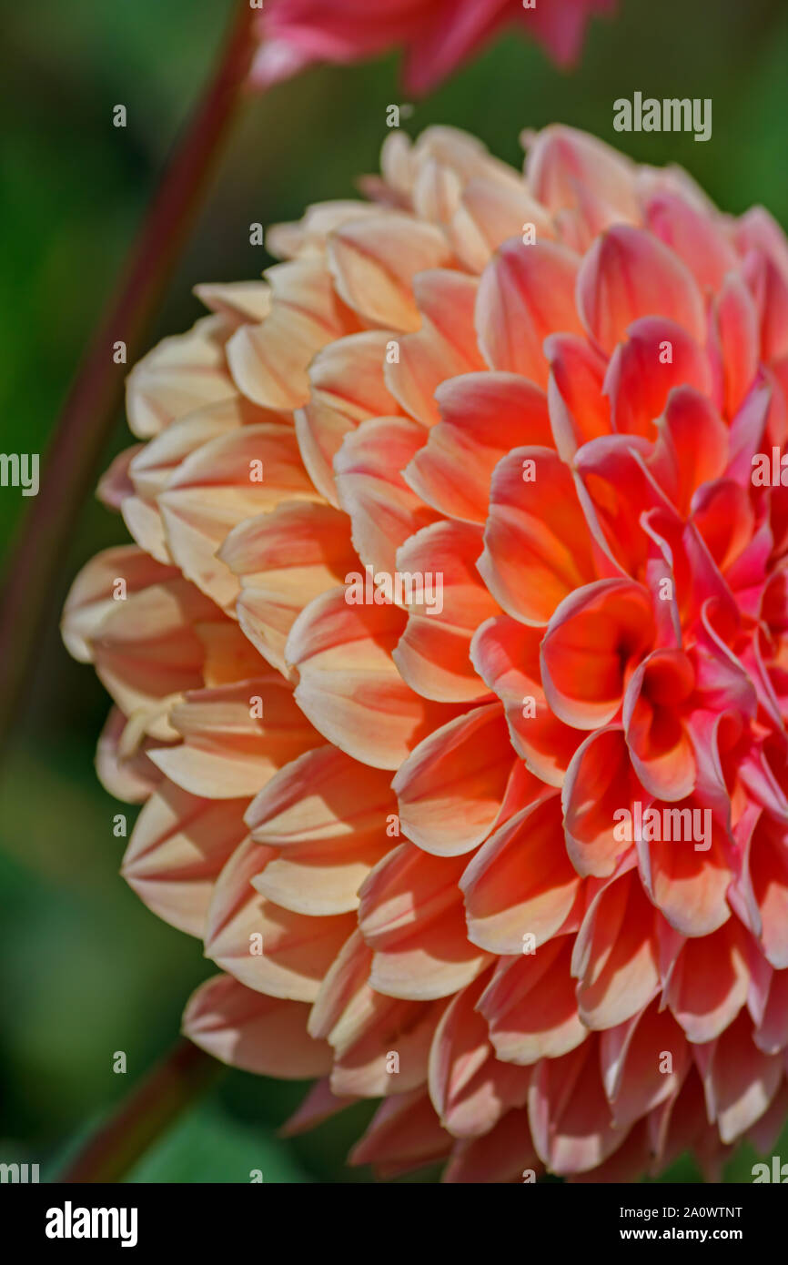 Mature flower head hi-res stock photography and images - Alamy