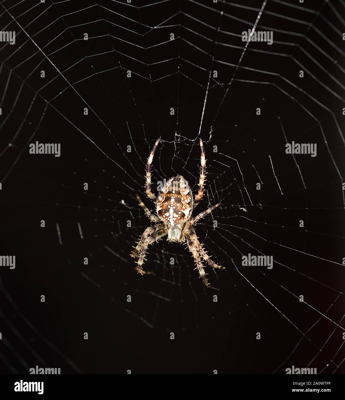 Cross Orb-Weaver Spider on is web Read more: https://metro.co.uk/2016 ...