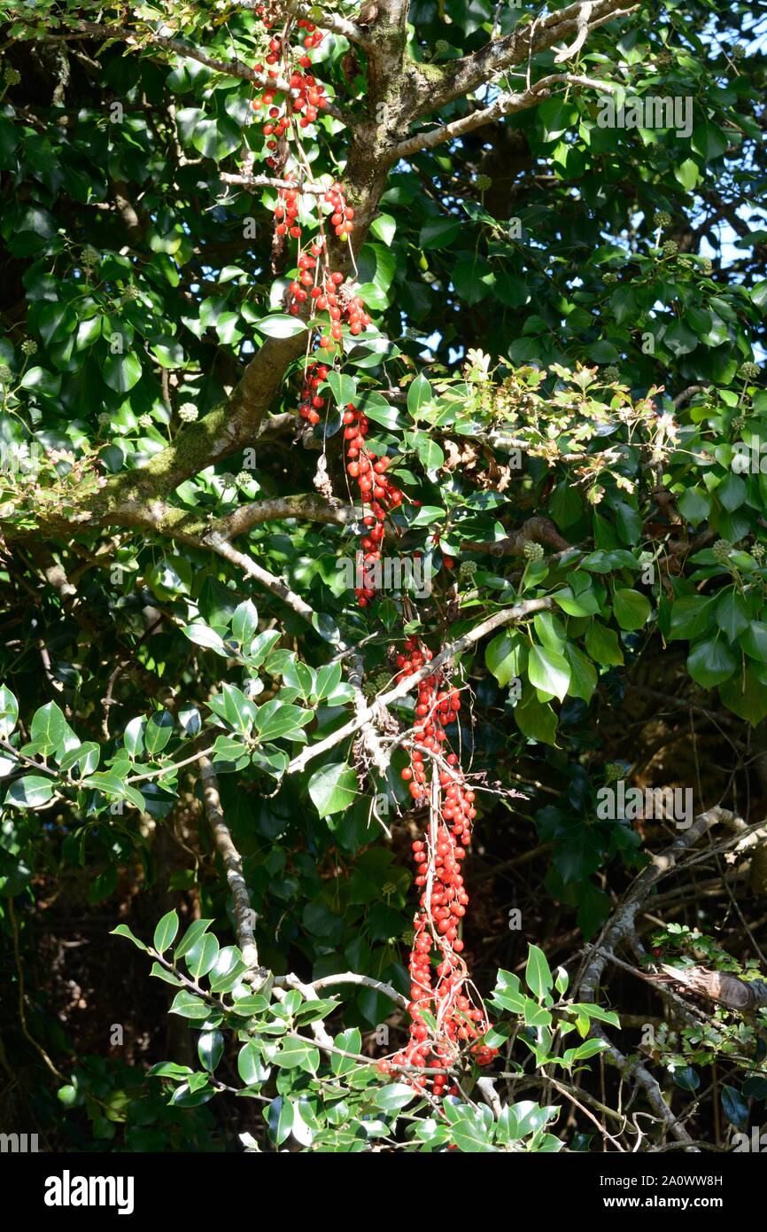 A string of Black Bryony berries climbing plant of hedgerows and ...