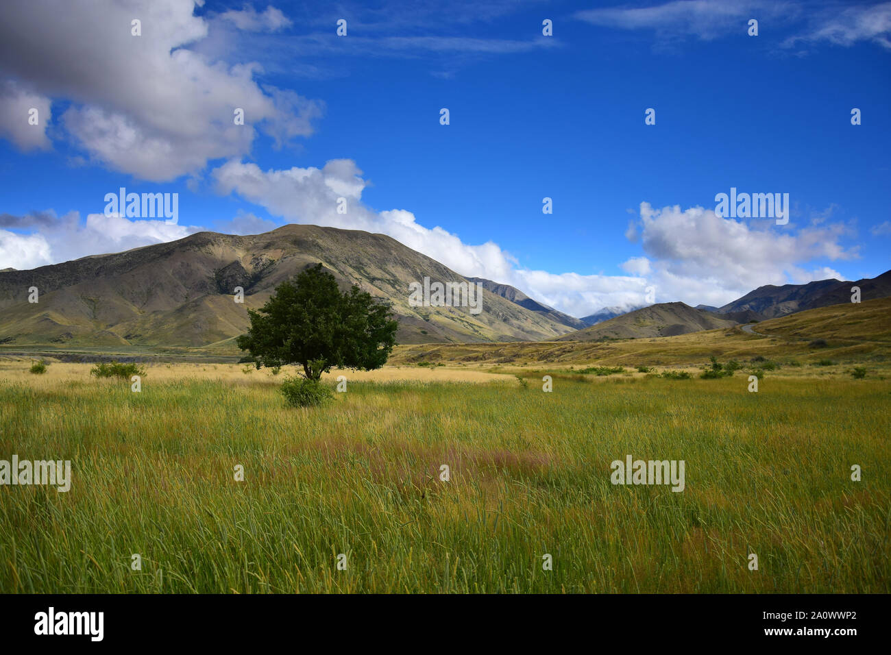 One tree hill new zealand hi-res stock photography and images - Alamy