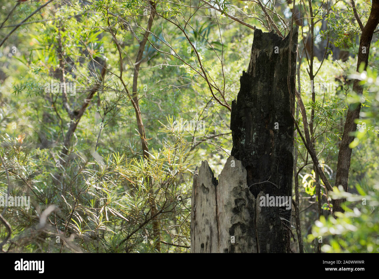 Black sheoak allocasuarina littoralis hi-res stock photography and ...