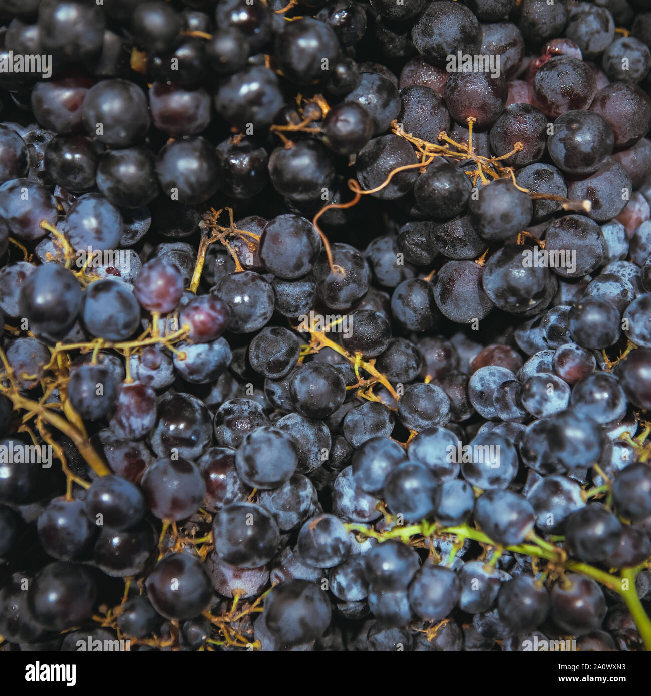 dark grapes texture overhead view Stock Photo - Alamy