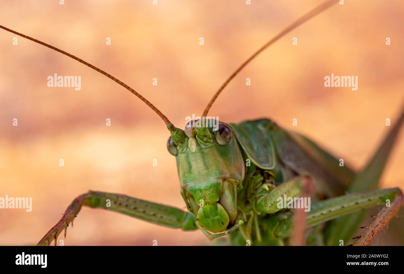 Portrait of garden locust close up Stock Photo - Alamy