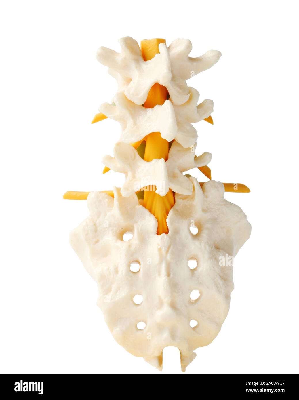 Anatomical spine hi-res stock photography and images - Alamy