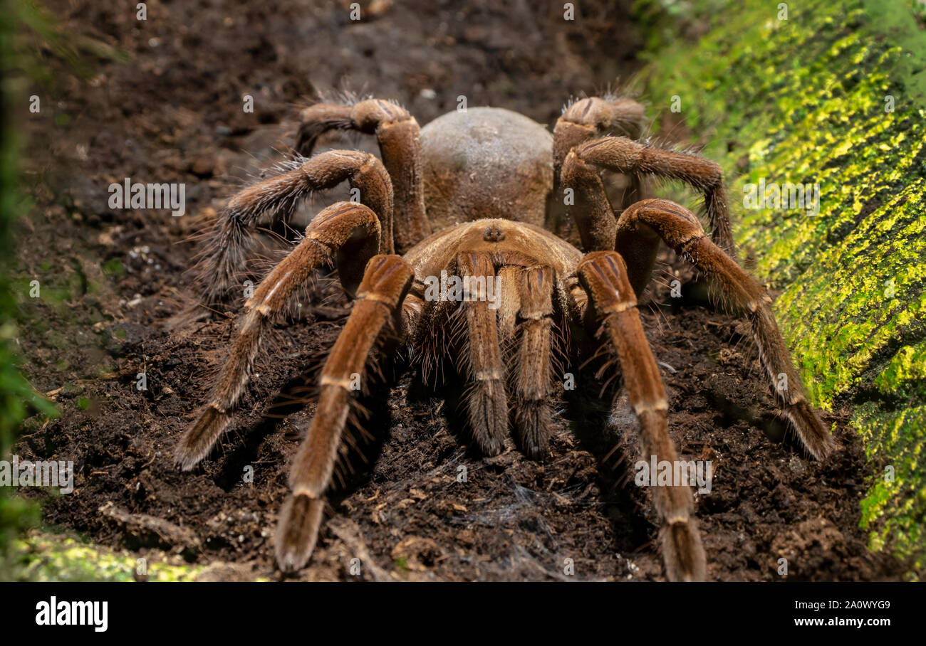 Brown tarantula spider closeup Stock Photo - Alamy