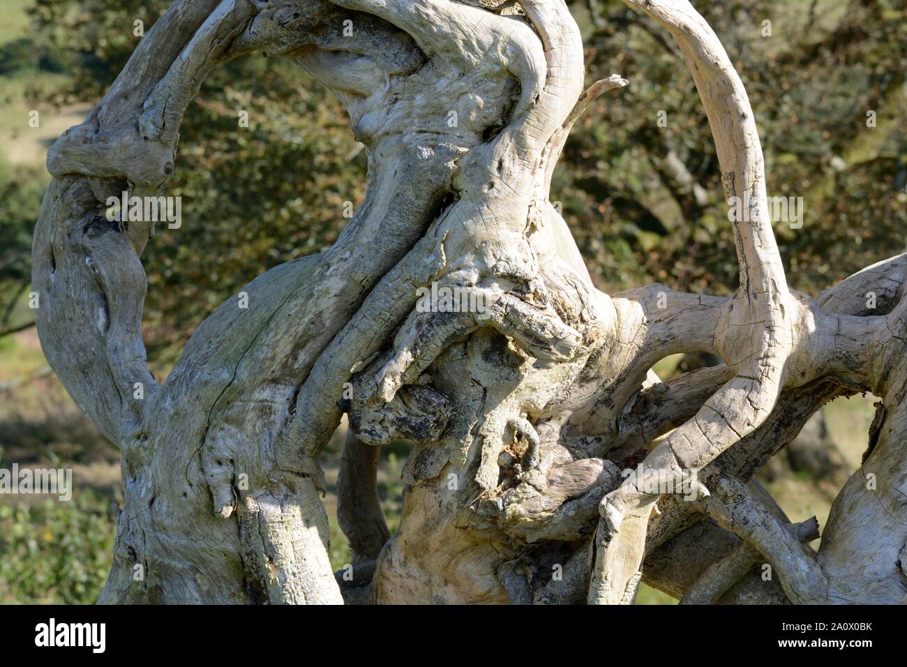 Tree roots pattern hi-res stock photography and images - Alamy