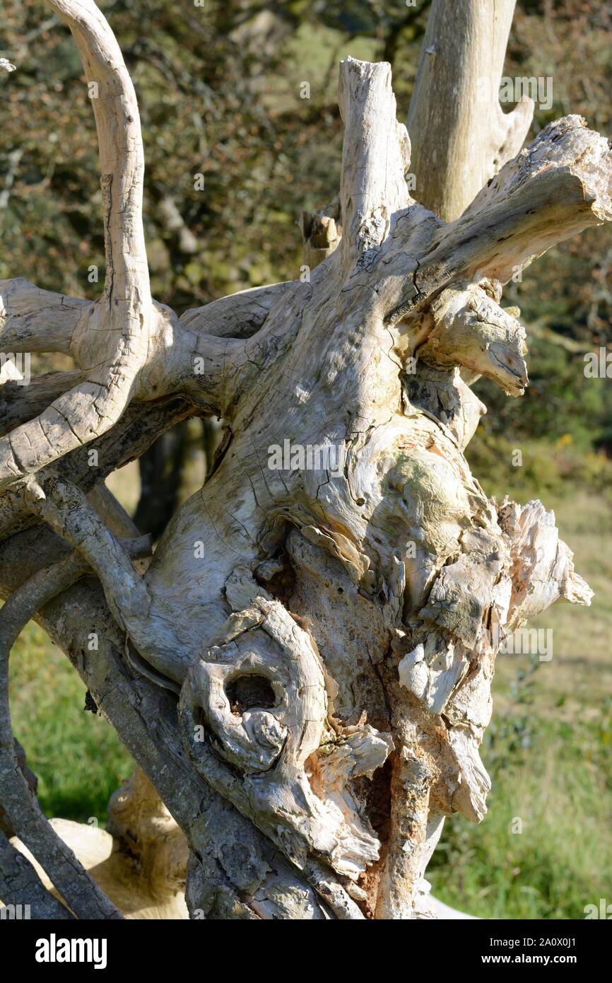 Tree roots pattern hi-res stock photography and images - Alamy