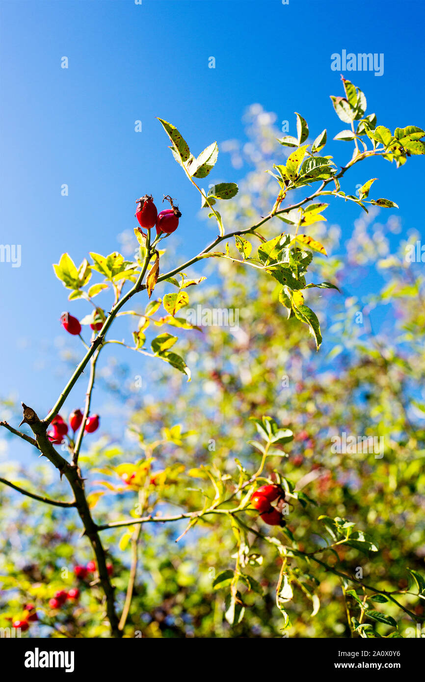 Rugosa rose, Japanese rose (Rosa rugosa), rose hips, grow wild in ...