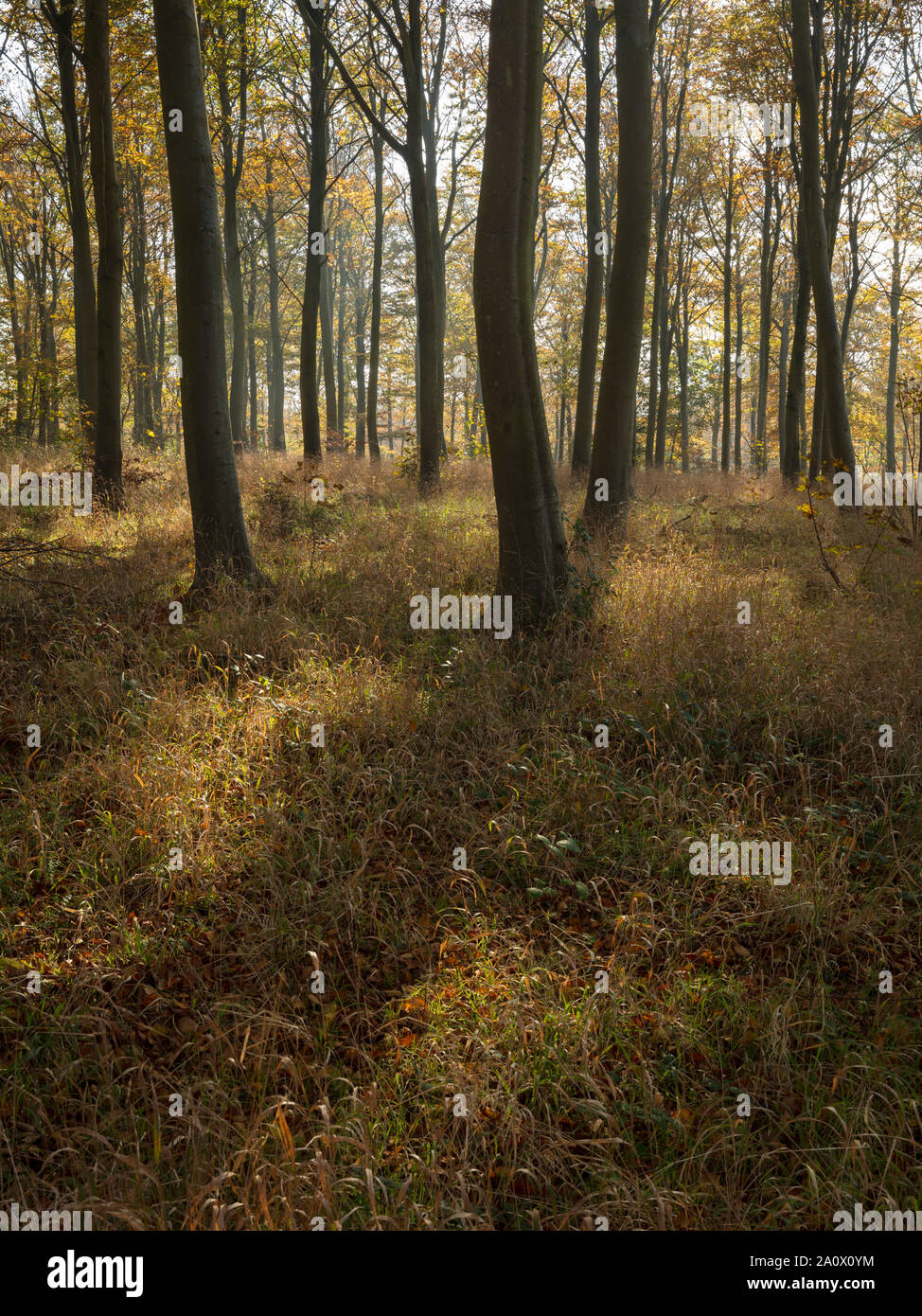 Friston forest hi-res stock photography and images - Alamy