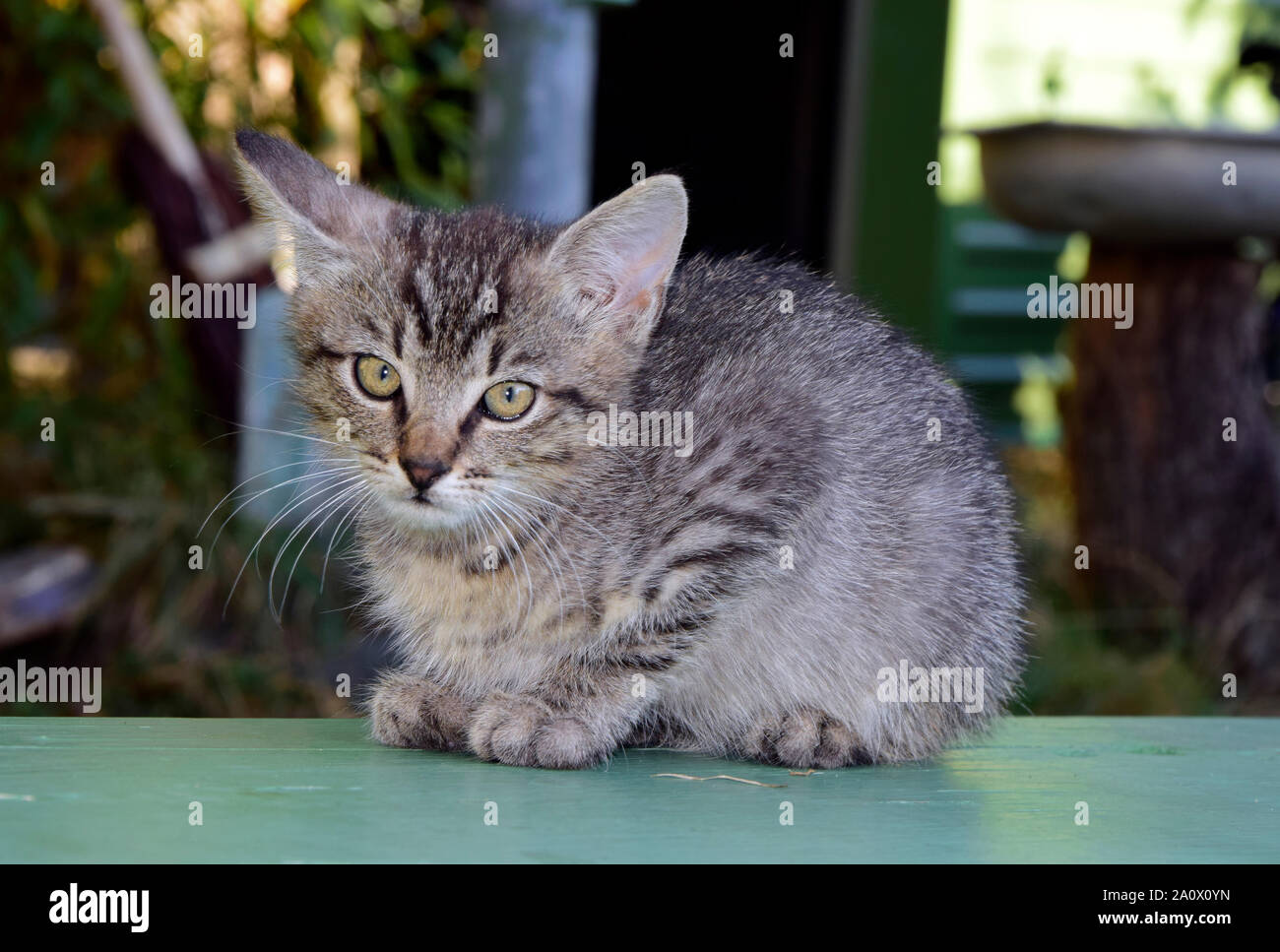 Striped, grey tabby kitten sitting on a green bench with one ear ...