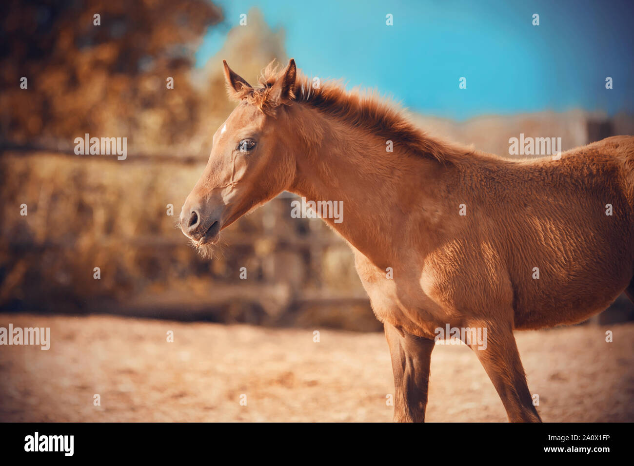 Redhead cute colt walking around the paddock in the autumn Sunny day on ...