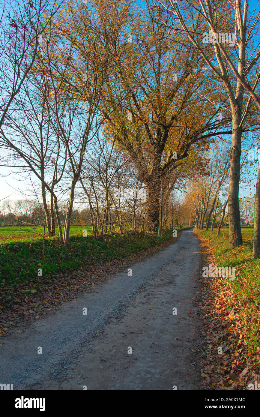 Milan autumn tree hi-res stock photography and images - Alamy