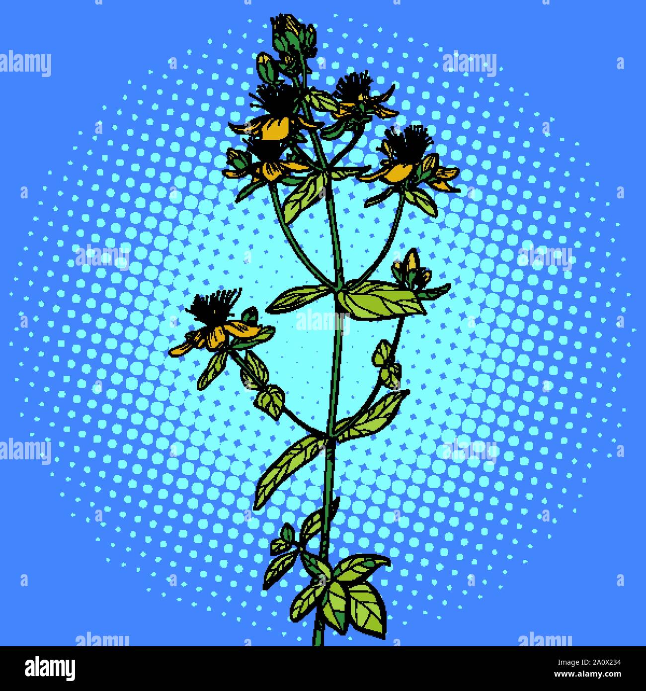 Hypericum. medicinal plant. Pop art retro vector illustration drawing ...