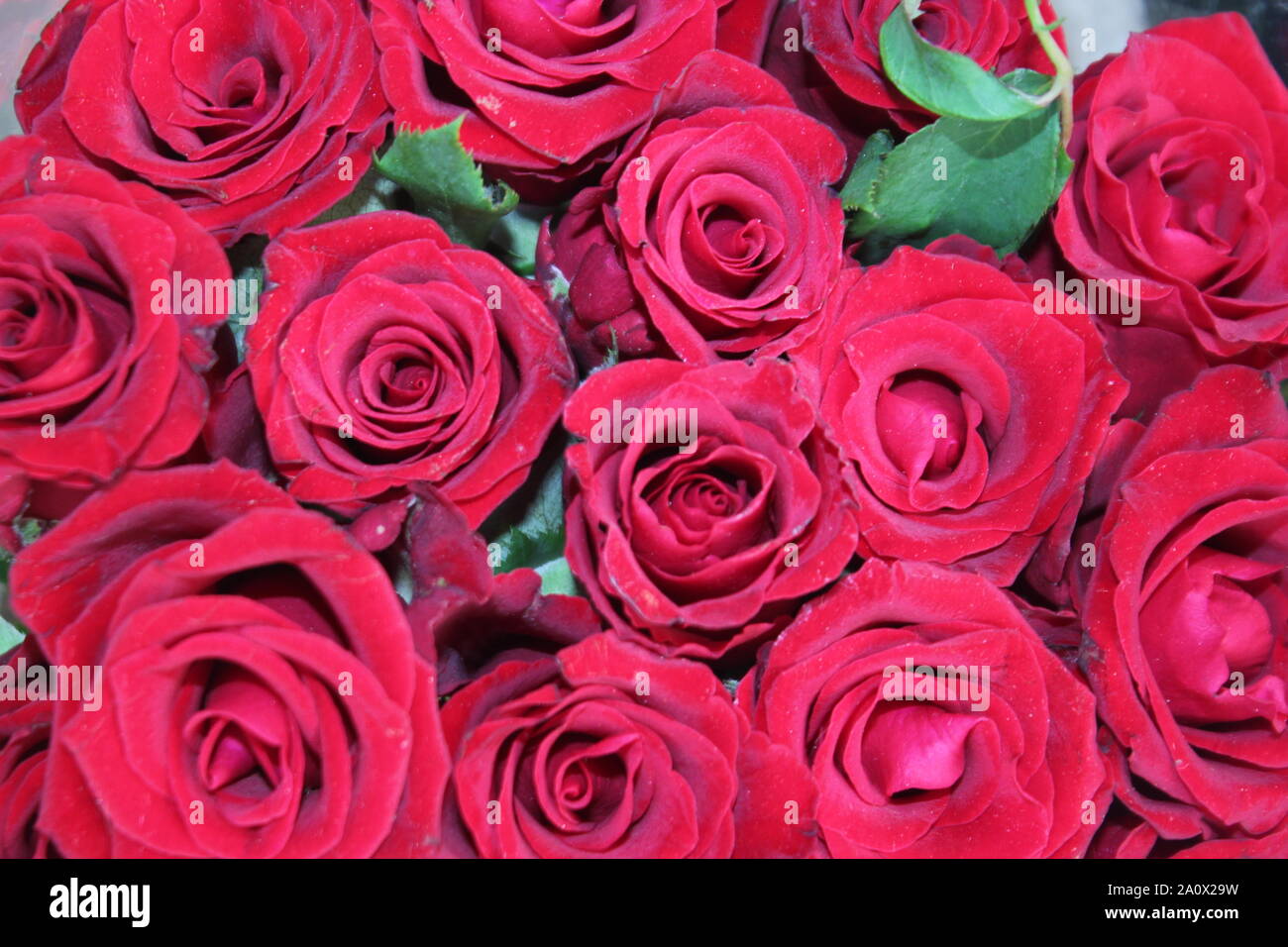 Natural Colorful beauty flowers image Stock Photo - Alamy