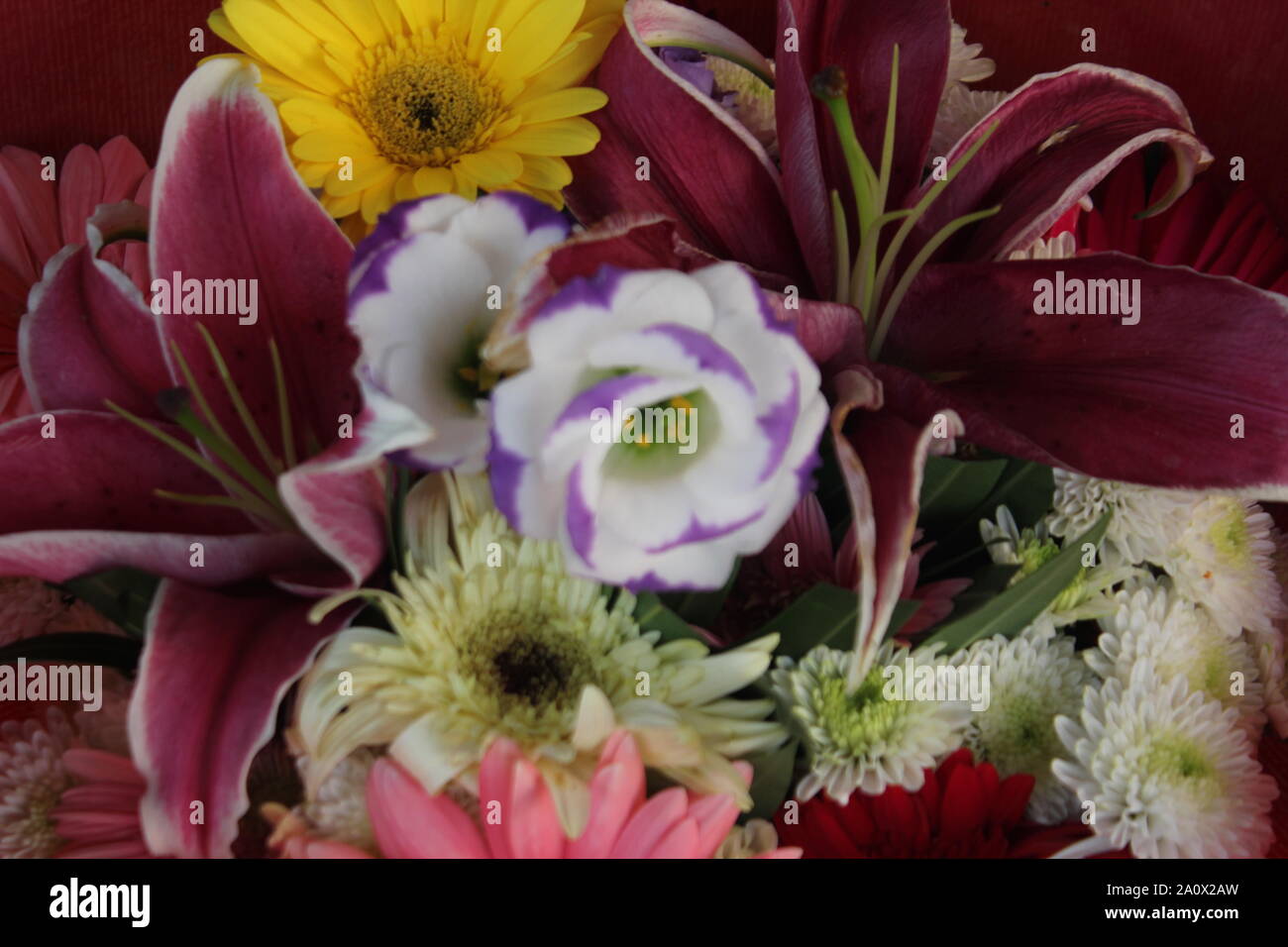 Natural Colorful beauty flowers image Stock Photo - Alamy