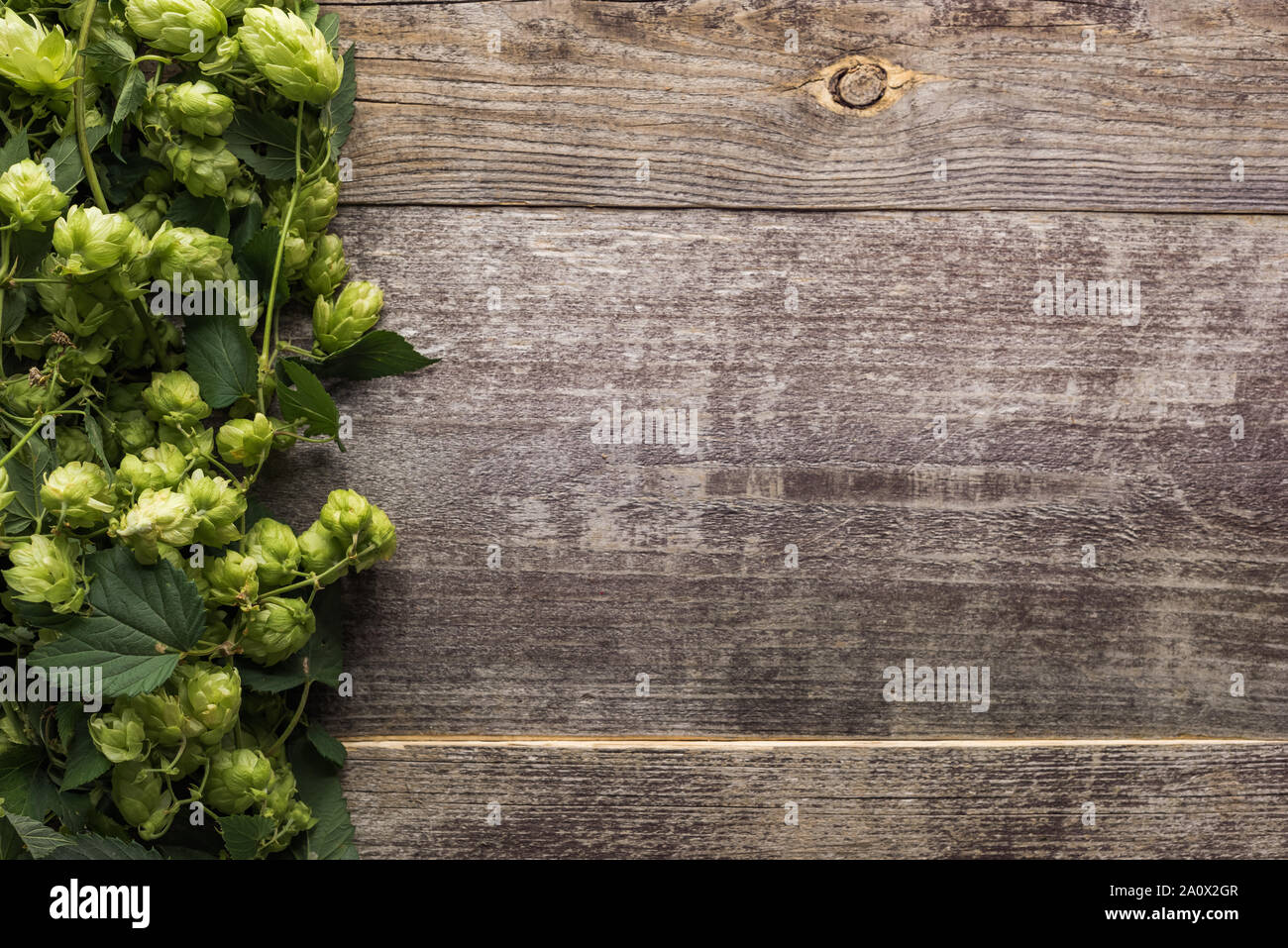 top view of green hop on wooden background with copy space Stock Photo ...