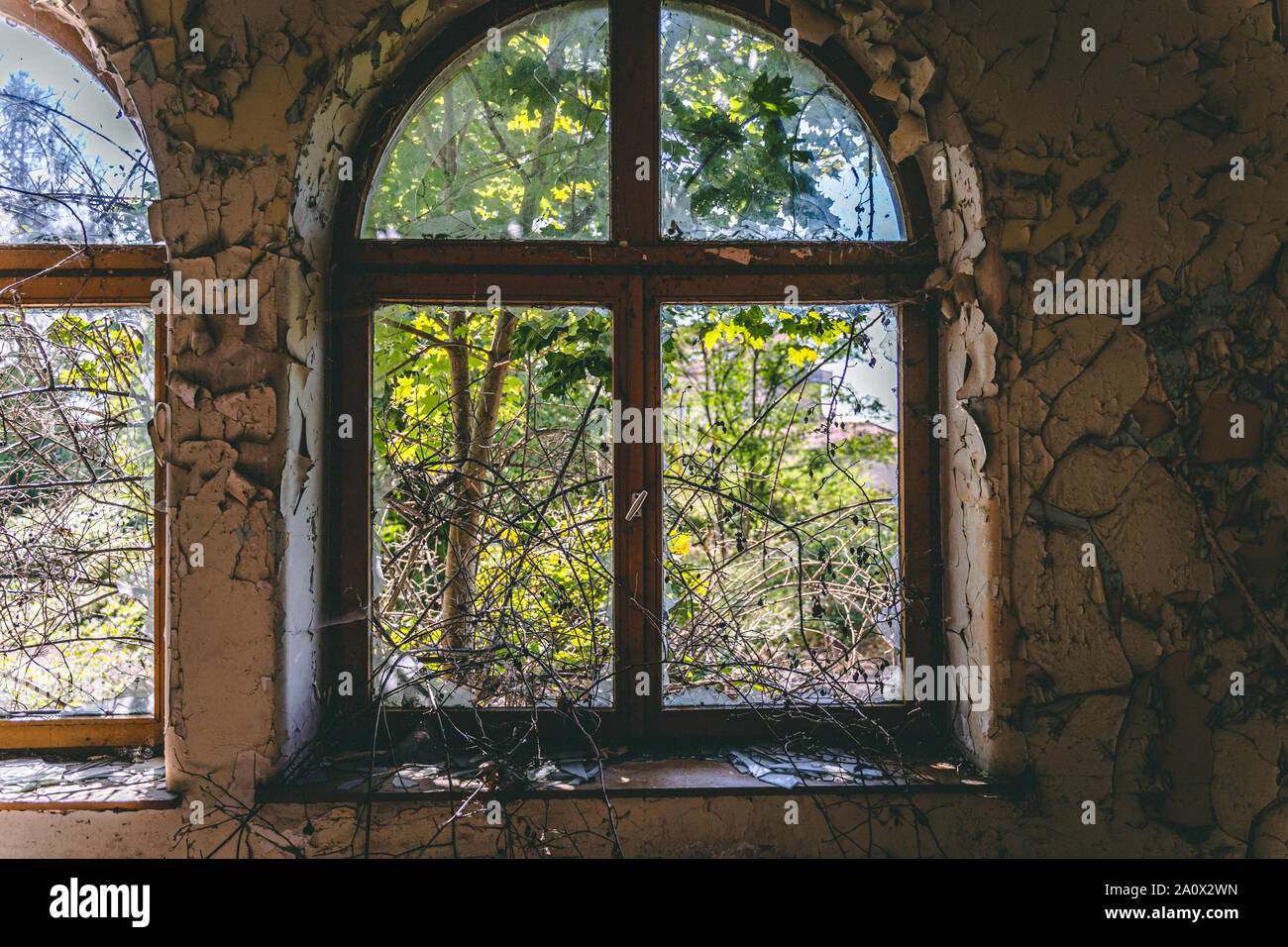 A tree grows through a ruined window Stock Photo - Alamy