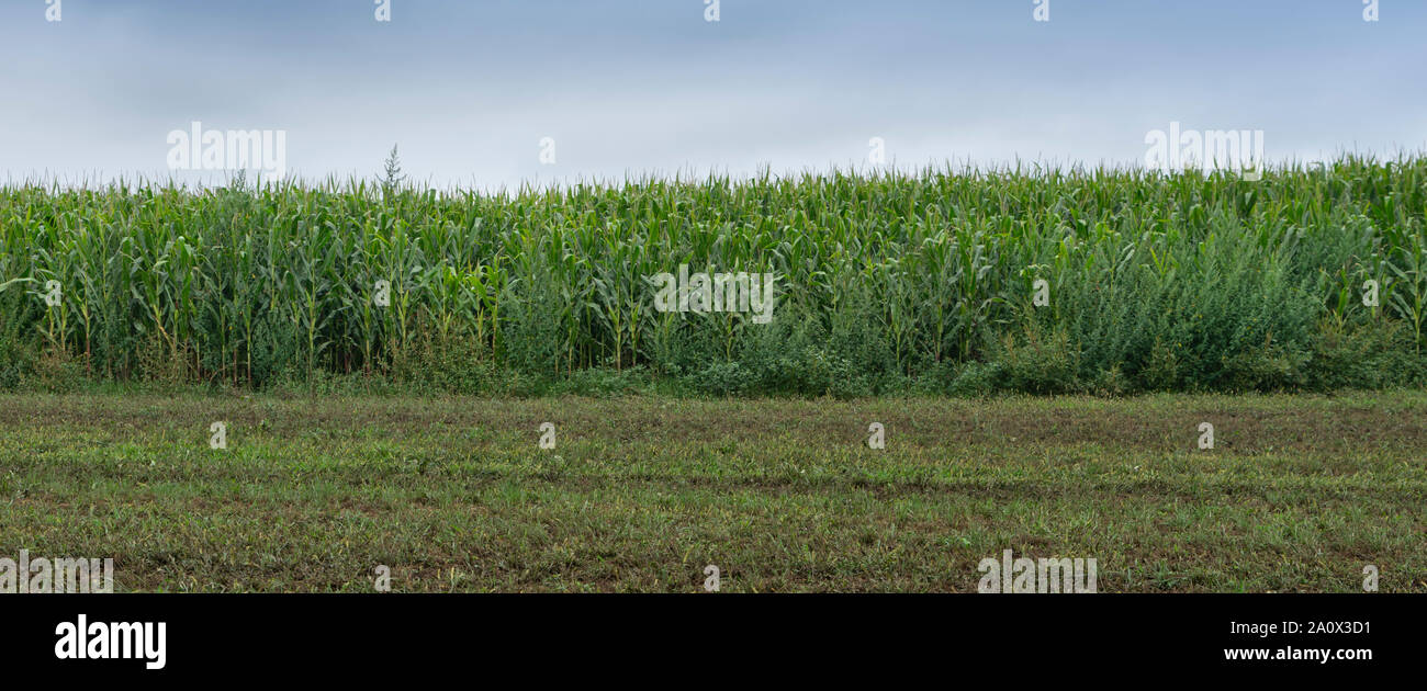 Corn plantation in Asturias, Spain Stock Photo - Alamy