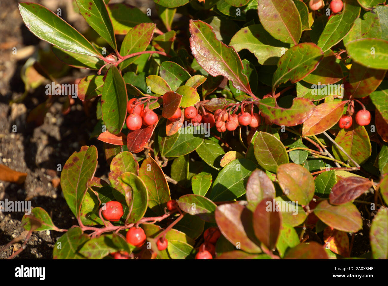 Eastern teaberry hi-res stock photography and images - Alamy