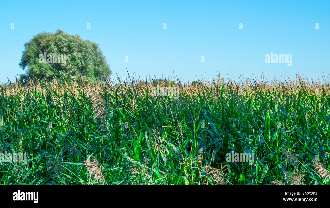 Maize corn field netherlands hi-res stock photography and images - Alamy