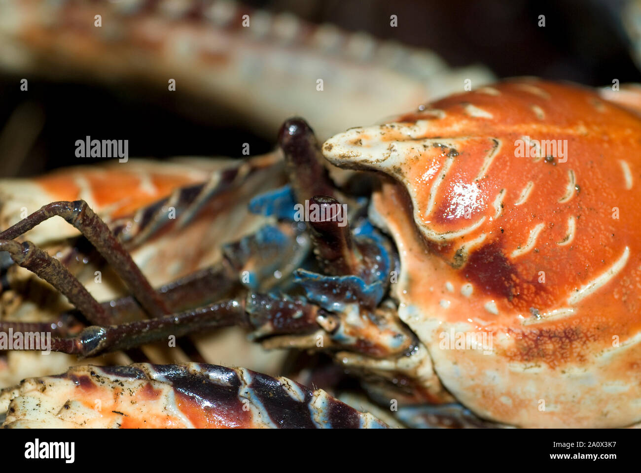 Coconut crab birgus latro coconut hi-res stock photography and images ...