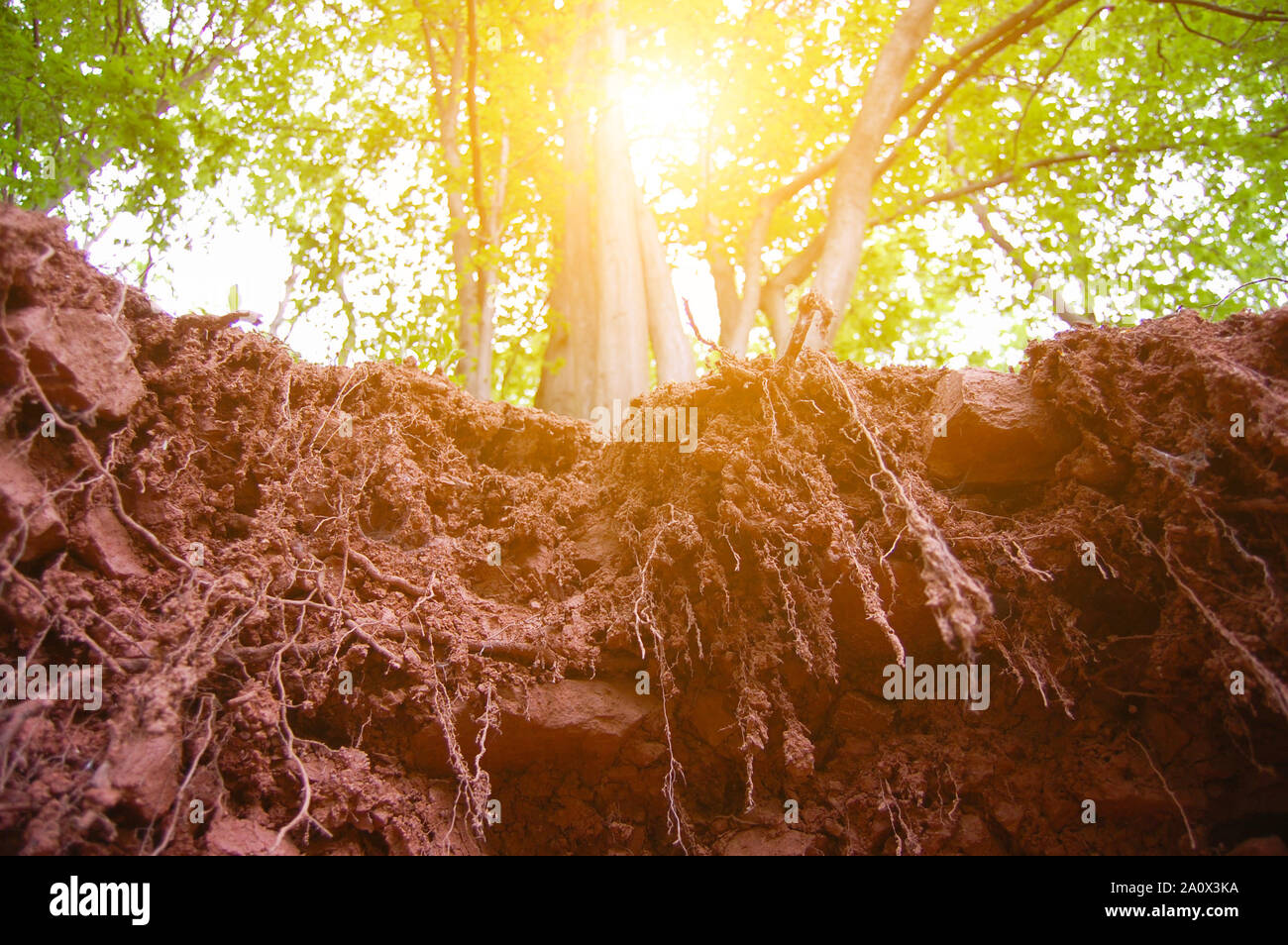 Red earth with tree roots Stock Photo - Alamy