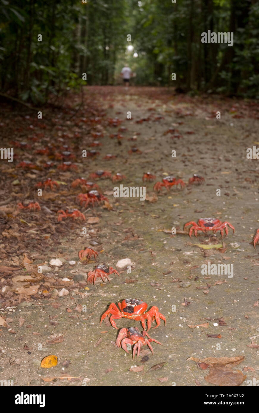 Red crabs australia hi-res stock photography and images - Alamy