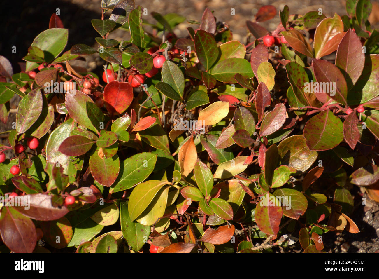 Checkerberry hi-res stock photography and images - Alamy